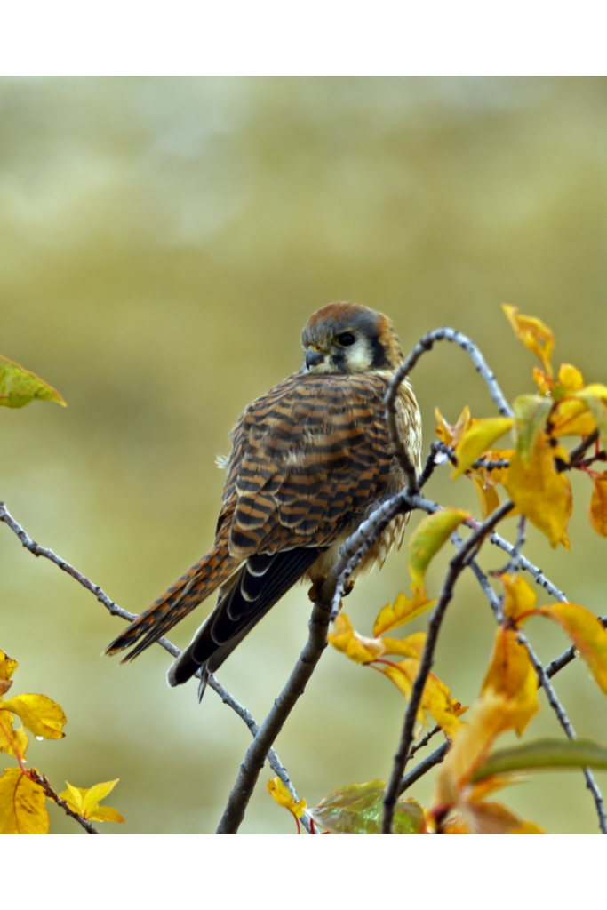 Desert Raptors | Mojave Desert Birds of Prey | Desert Birds